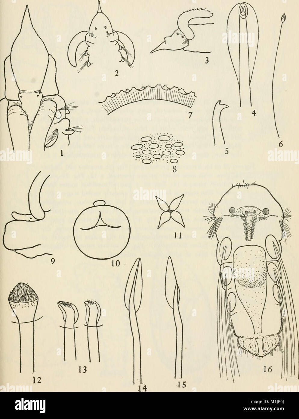 The Allan Hancock Pacific Expeditions (1939) document significant ...