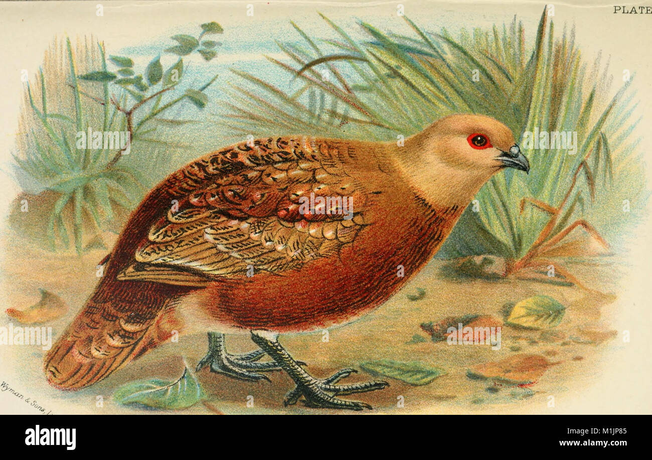 A hand-book to the game-birds (1896) (14749481942 Stock Photo - Alamy