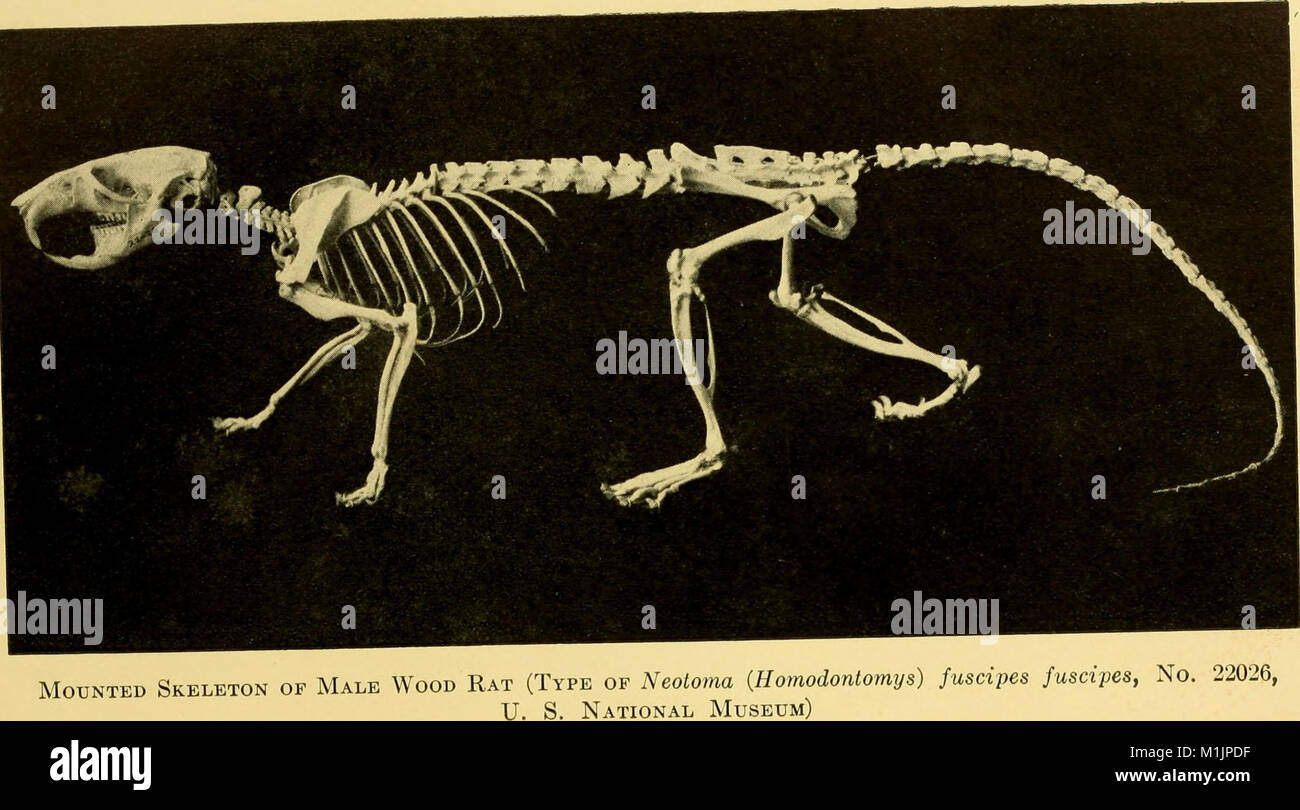 This 1926 work provides a detailed study of the anatomy of the American ...