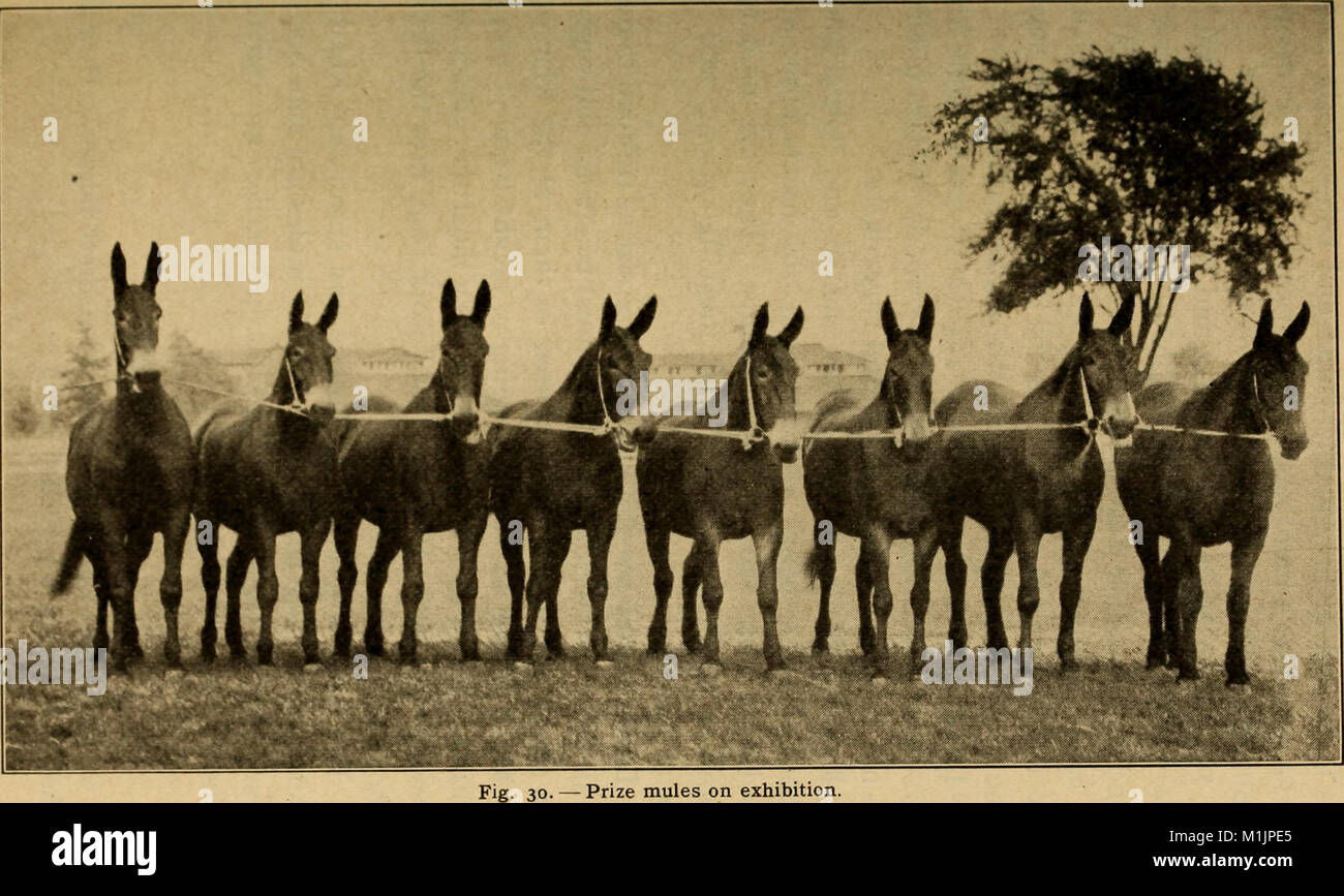 1920 work on animal hi-res stock photography and images - Alamy
