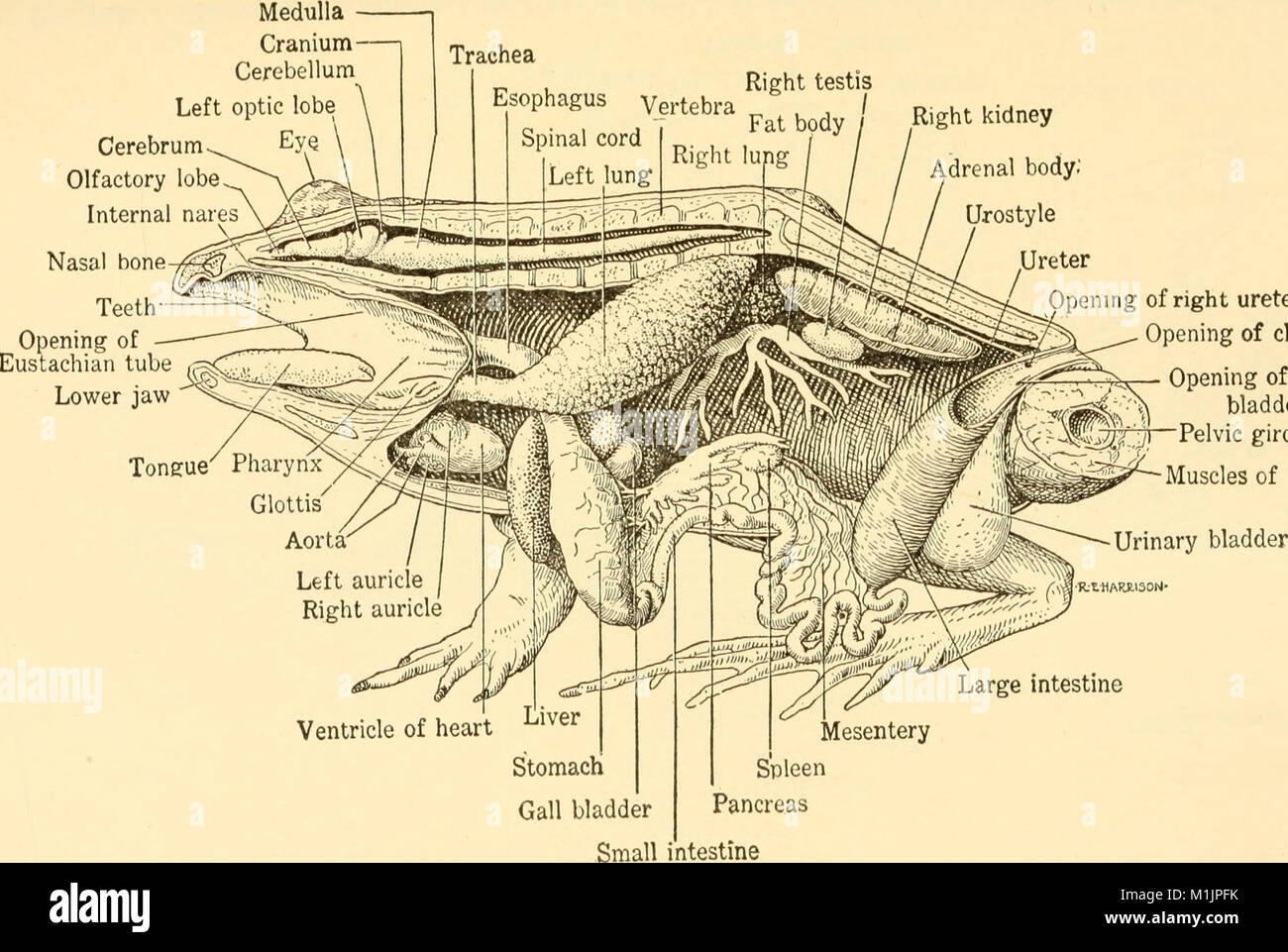 Animal biology (1938) (18196802535 Stock Photo - Alamy