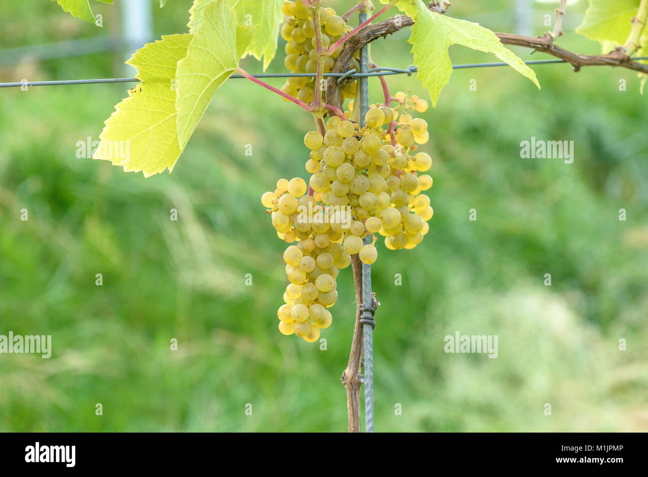 Solaris yellow hi-res stock photography and images - Alamy