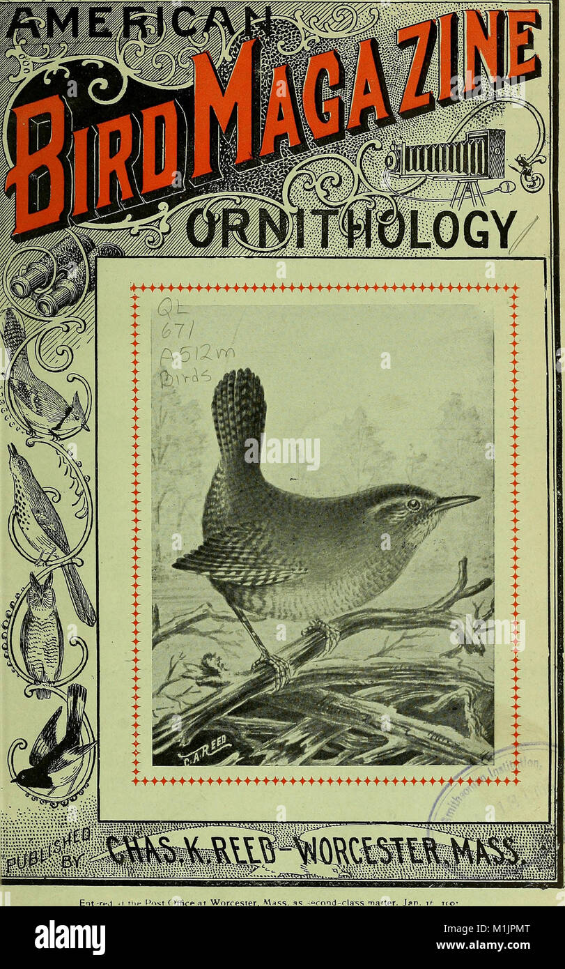 American bird magazine, ornithology (1905) (18118741861 Stock Photo - Alamy