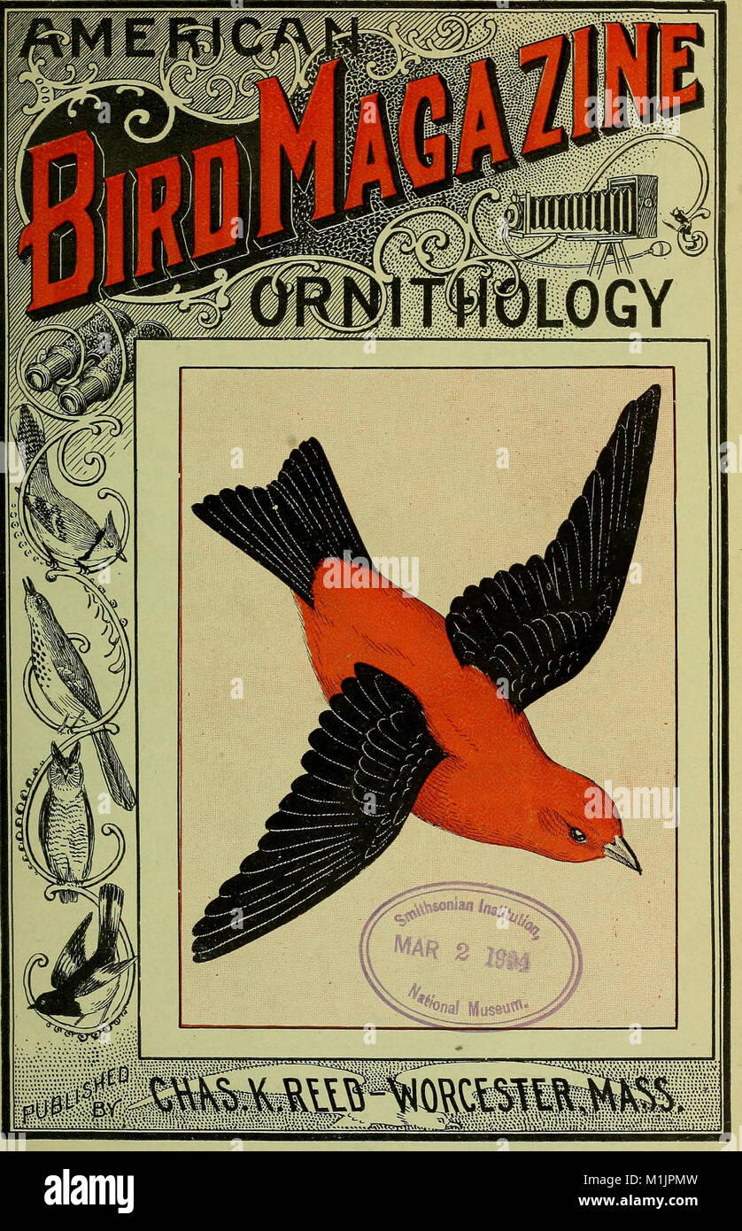 Published in 1904, the 'American Bird Magazine' is a periodical ...