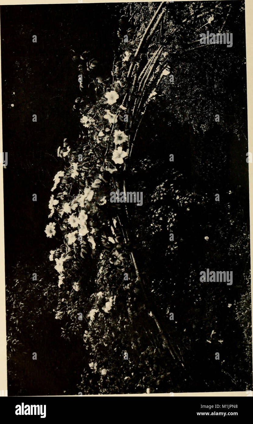 The 1913 edition of the American Breeders Magazine covers topics ...