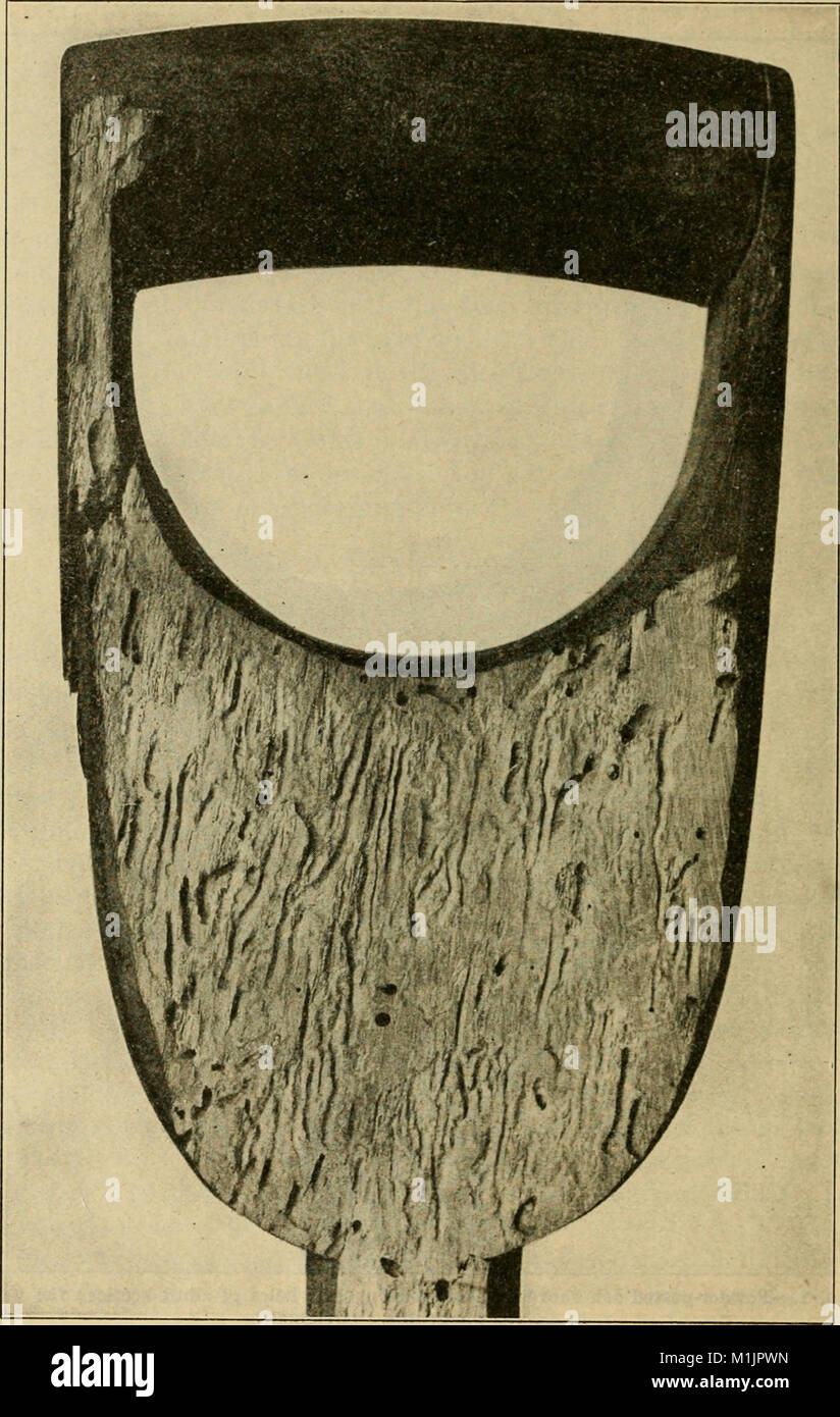 A list of important forest insects in North America, with annotations ...