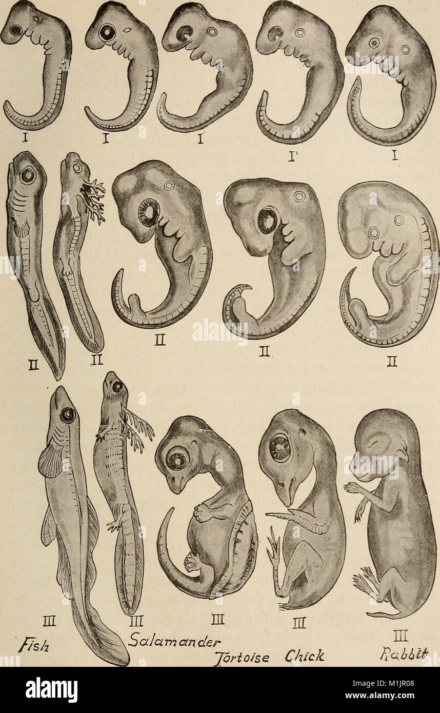 This work from 1903 focuses on the study of various animal species ...