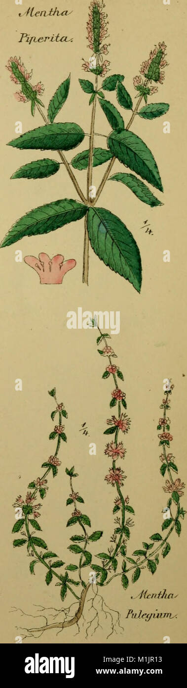 This German work provides guidance on the cultivation, harvest, and use ...