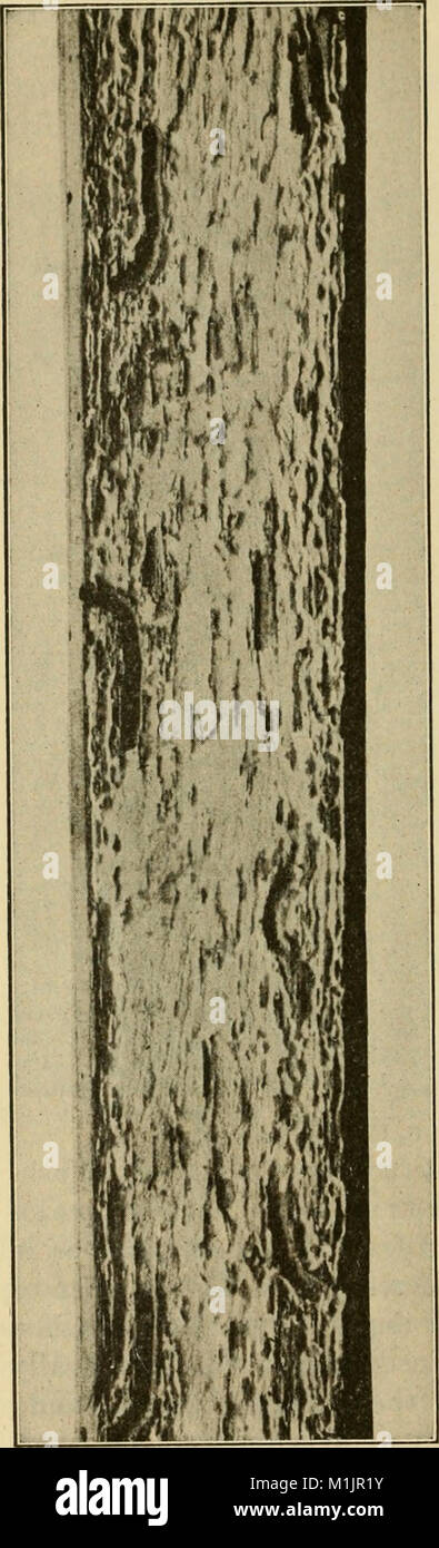 An annotated list of the important North American forest insects (1909 ...
