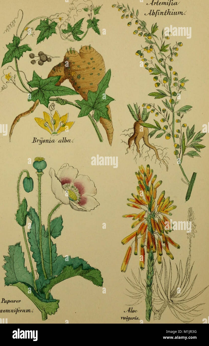 This guide, written in German, outlines the cultivation, harvesting ...