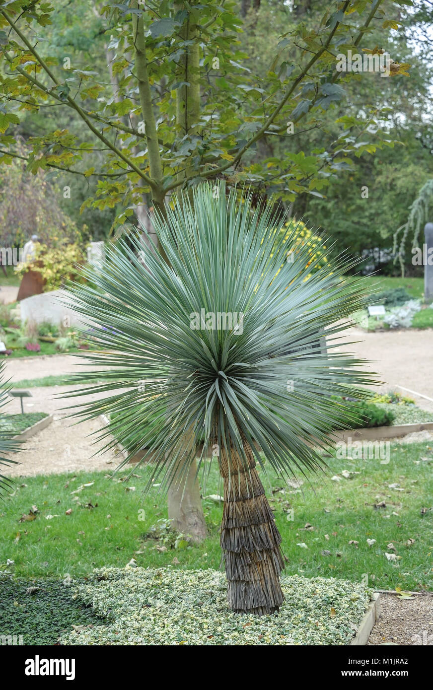 Rata yucca palm lily (rust), Palmlilie (Yucca rostrata Stock Photo - Alamy