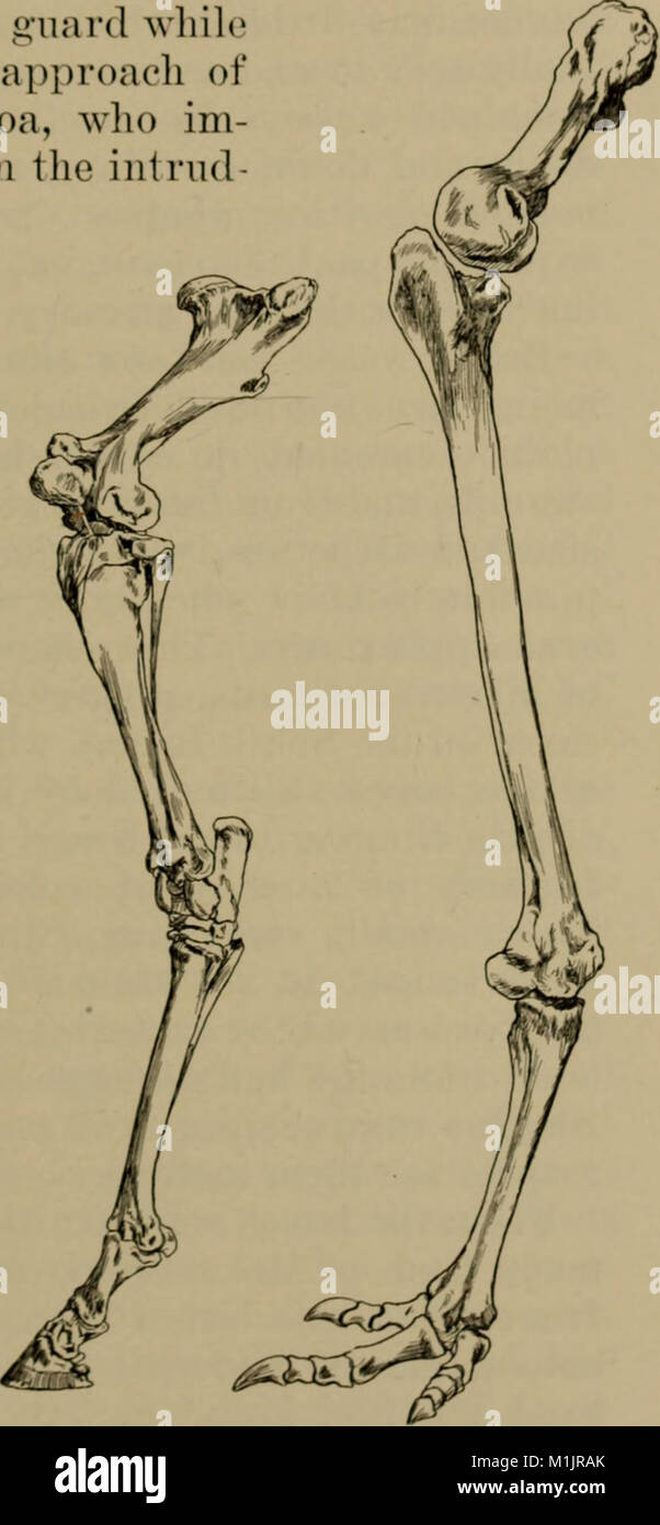 Animals of the past - an account of some of the creatures of the ...