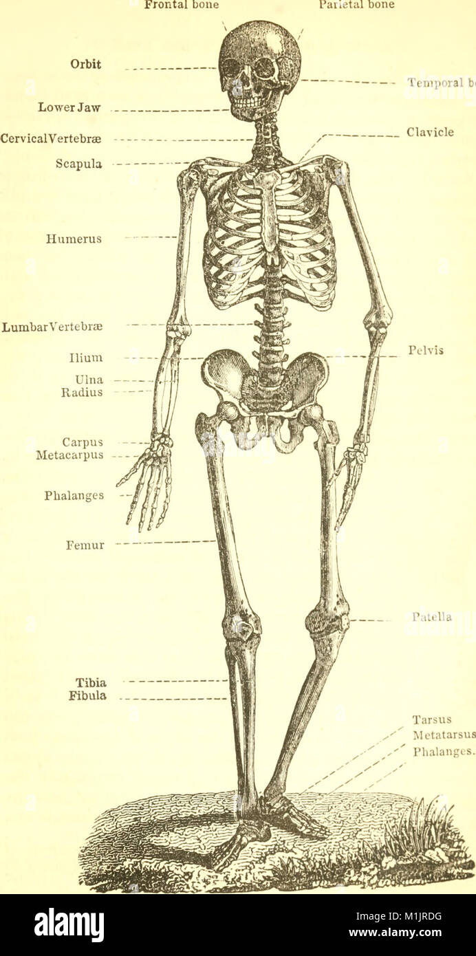 Understanding physiological functions hi-res stock photography and ...