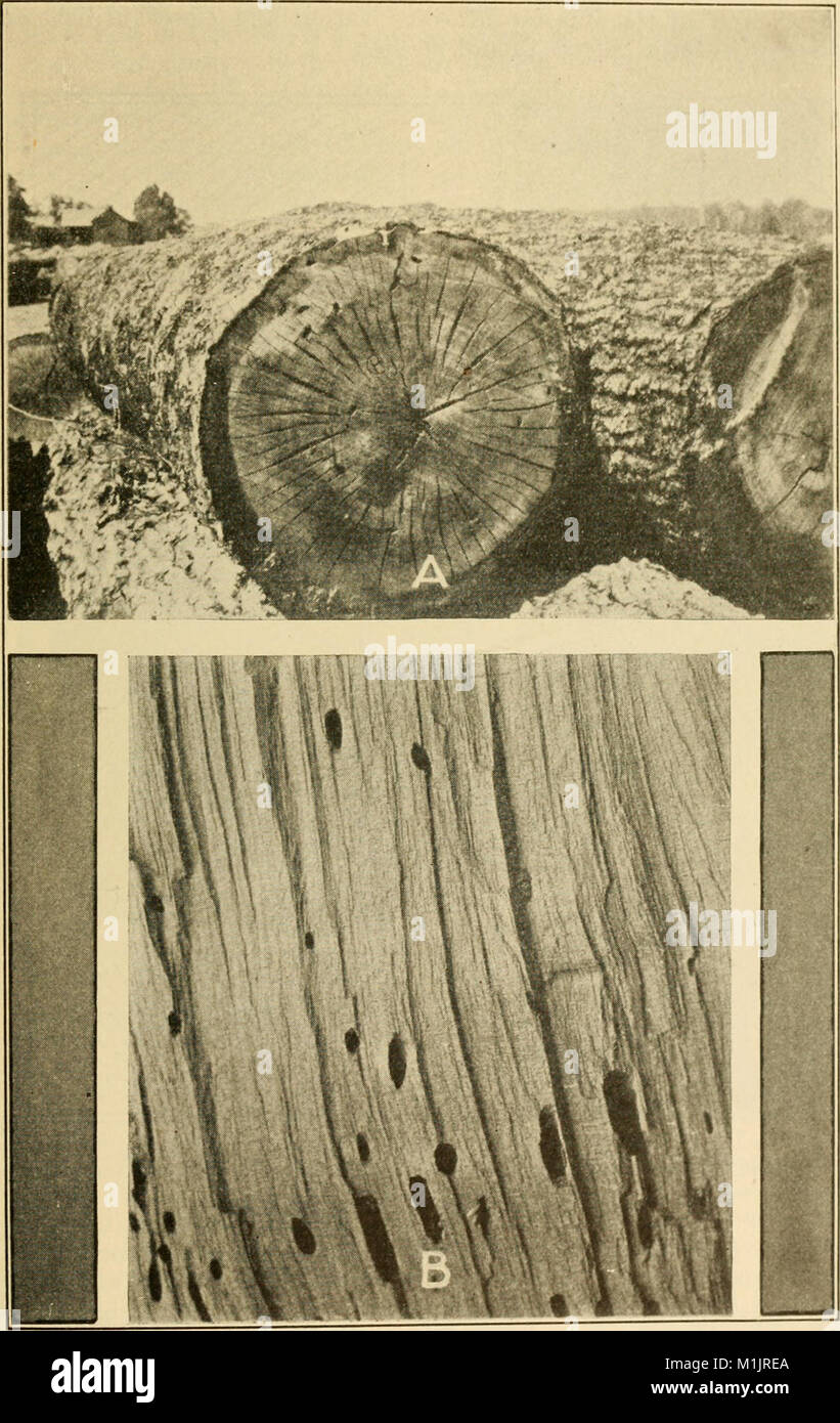 An annotated list of the important North American forest insects (1909 ...