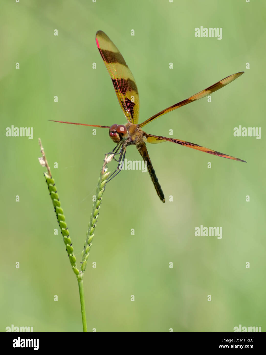 Halloween pennant dragonfly at rest Stock Photo - Alamy