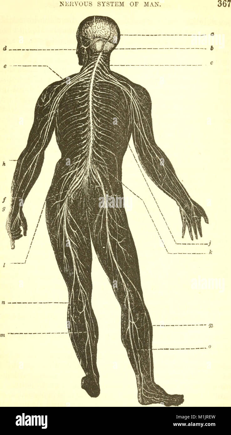 The 1859 book on Animal Physiology explores the biological functions ...