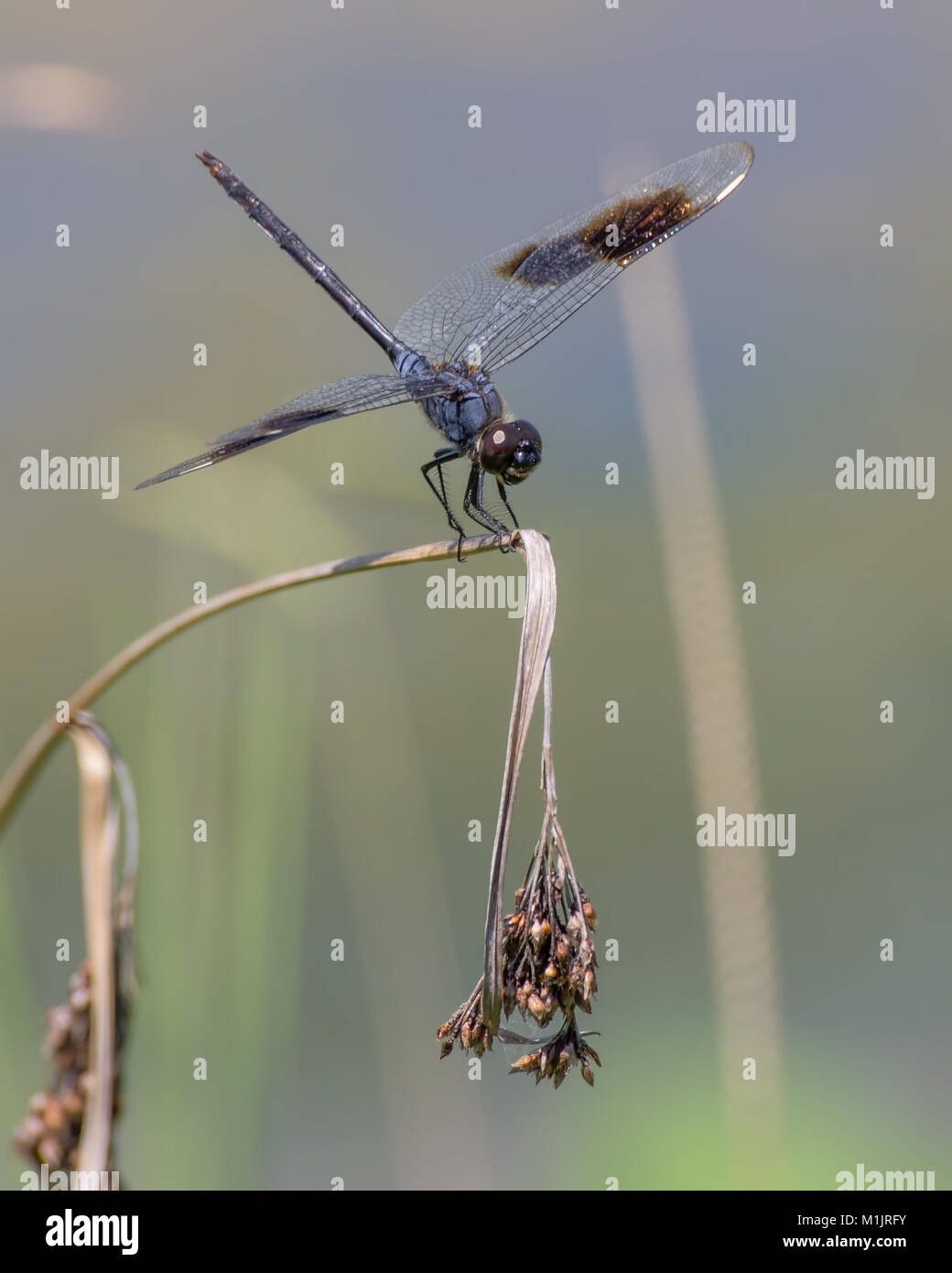 Dragonfly with plant hi-res stock photography and images - Alamy