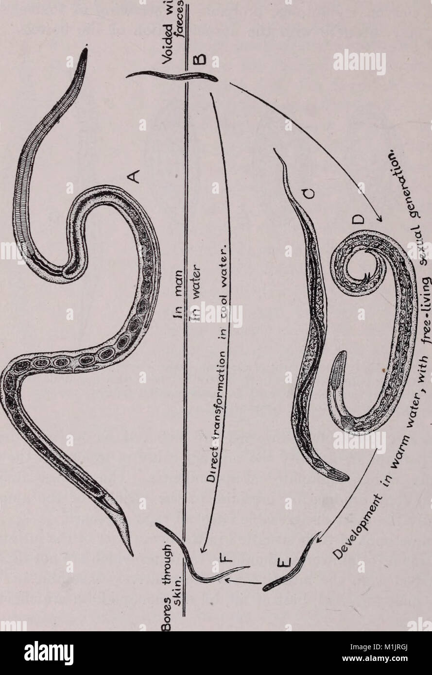 'Animal Parasites and Human Disease' (1918) explores the relationship ...