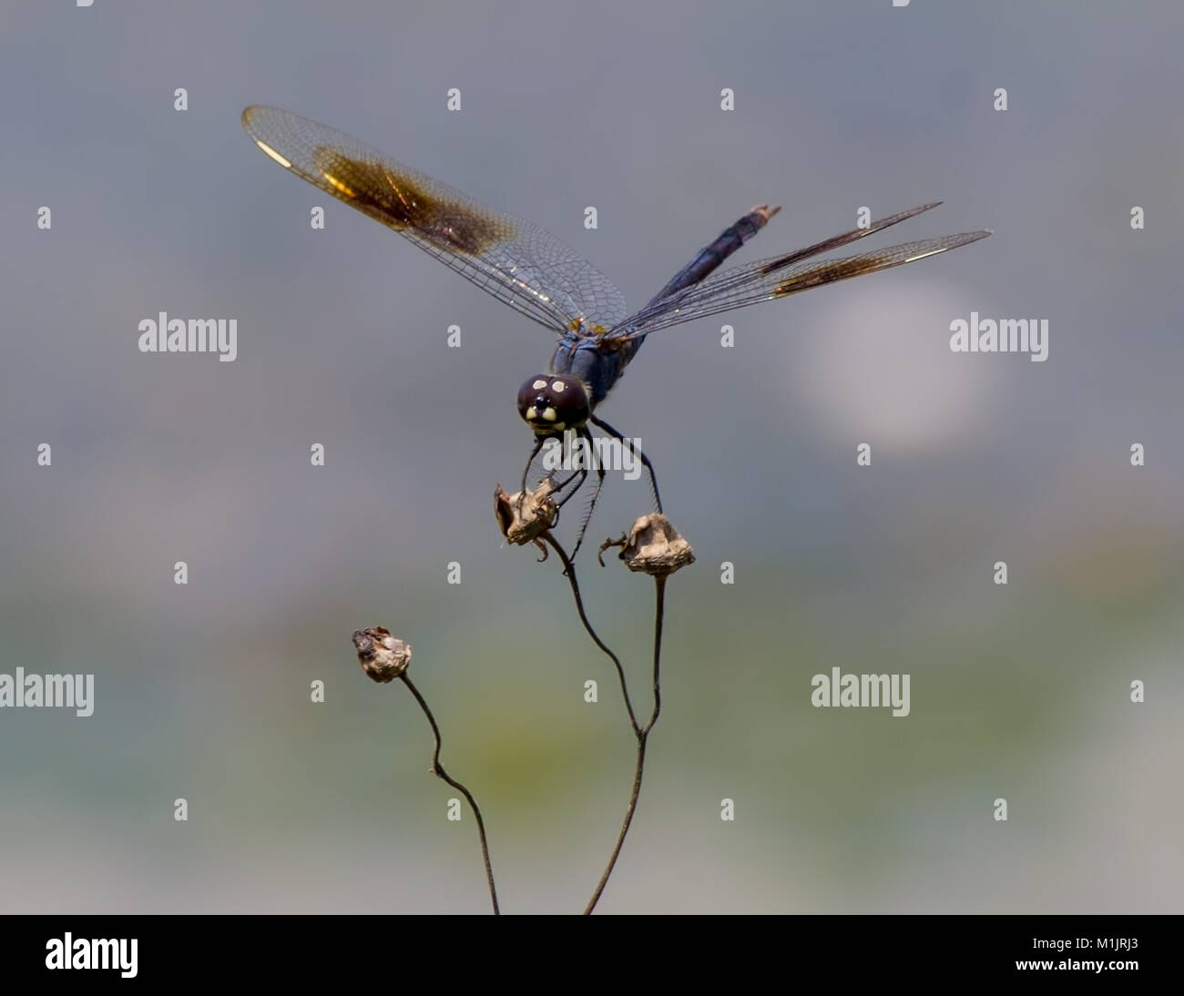 Dragonfly with plant hi-res stock photography and images - Alamy