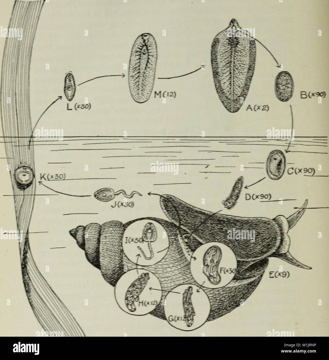 This 1922 publication explores the relationship between animal ...