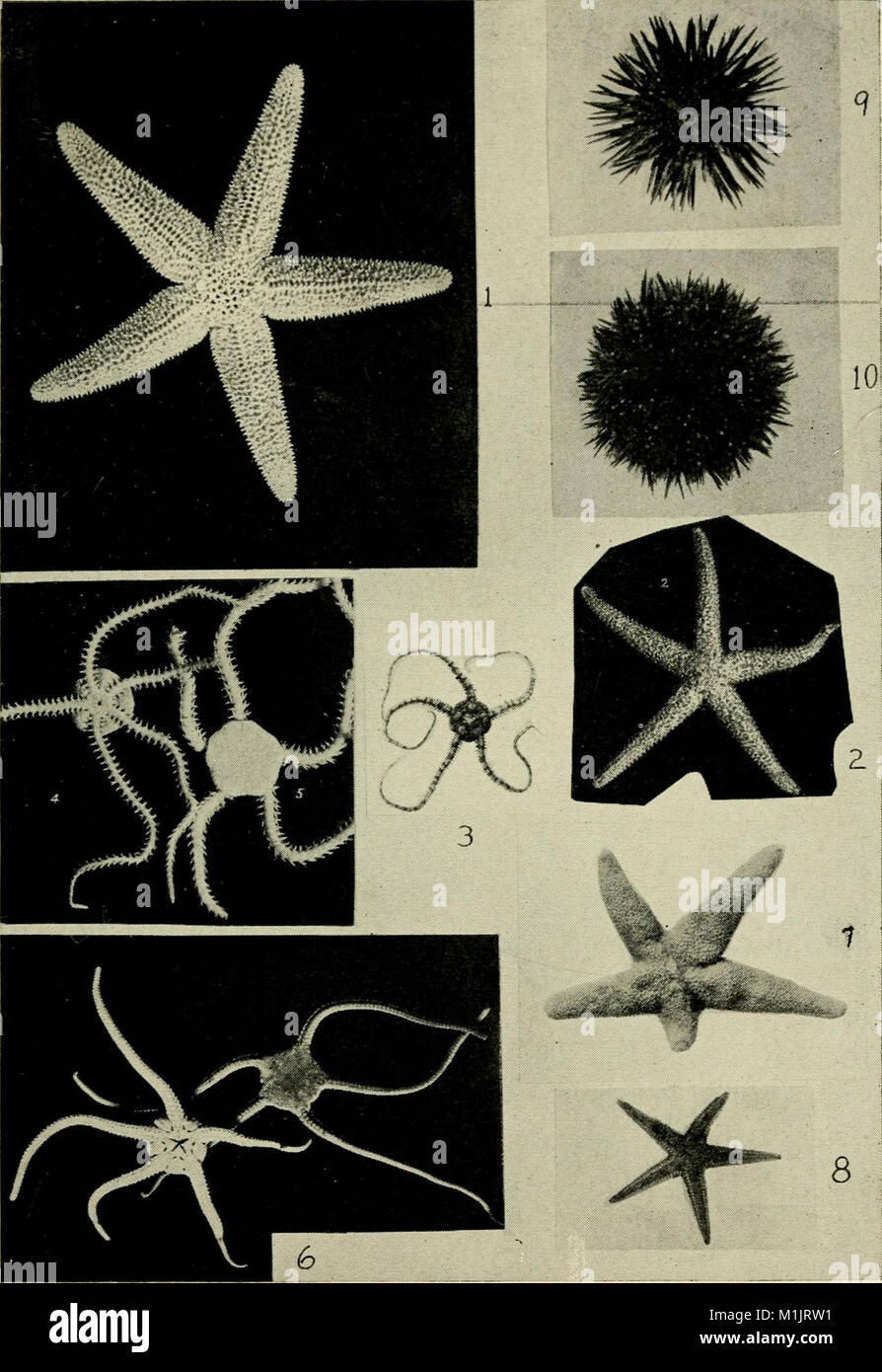 Various adaptations of mollusks hi-res stock photography and images - Alamy