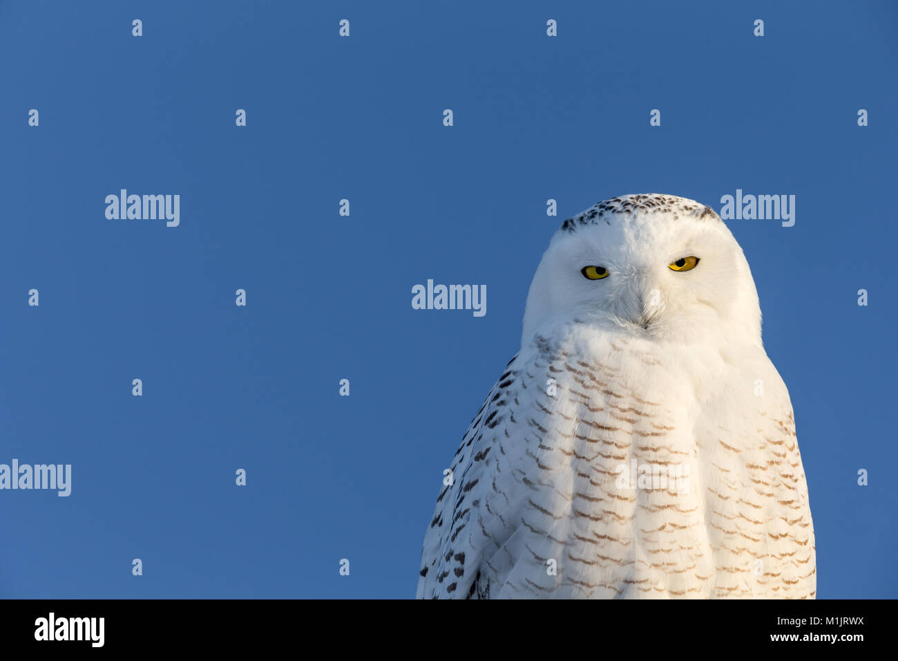 Majestic snowy owl staring into camera hi-res stock photography and ...
