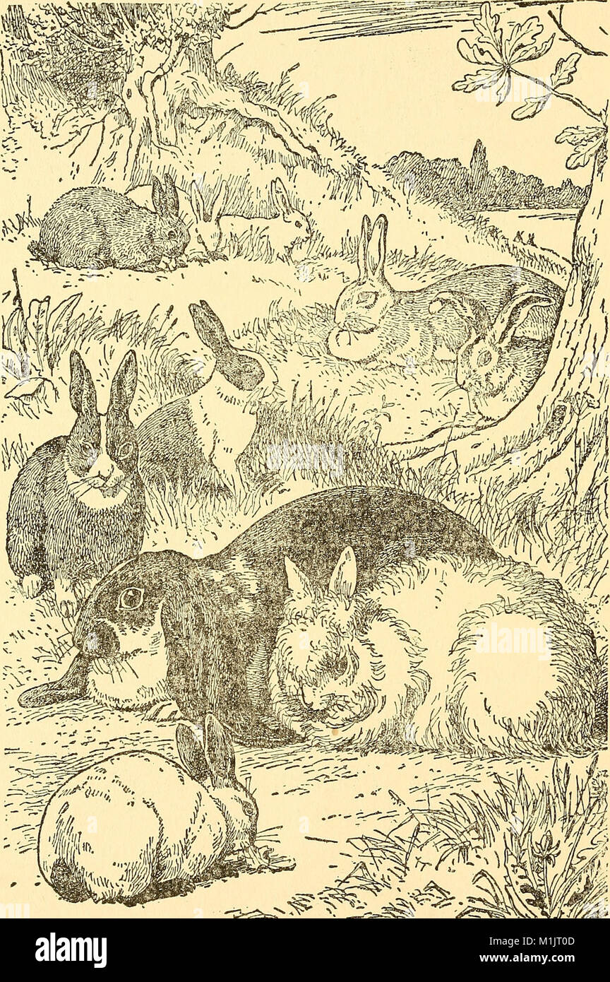 This 1911 work explores the economic impact of wild animals on farms ...