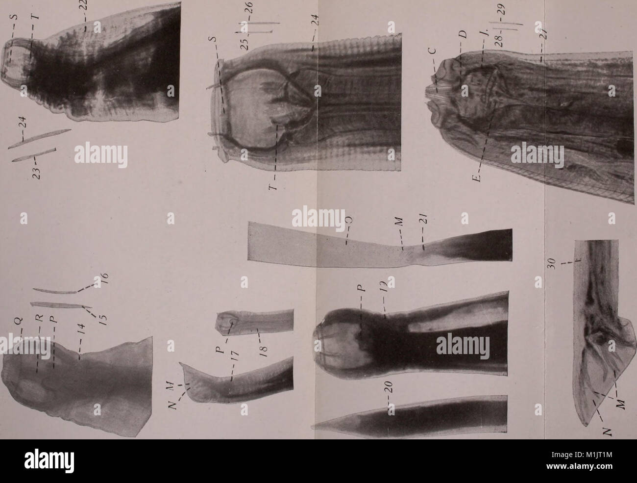 This book covers various animal parasites and the diseases they cause ...