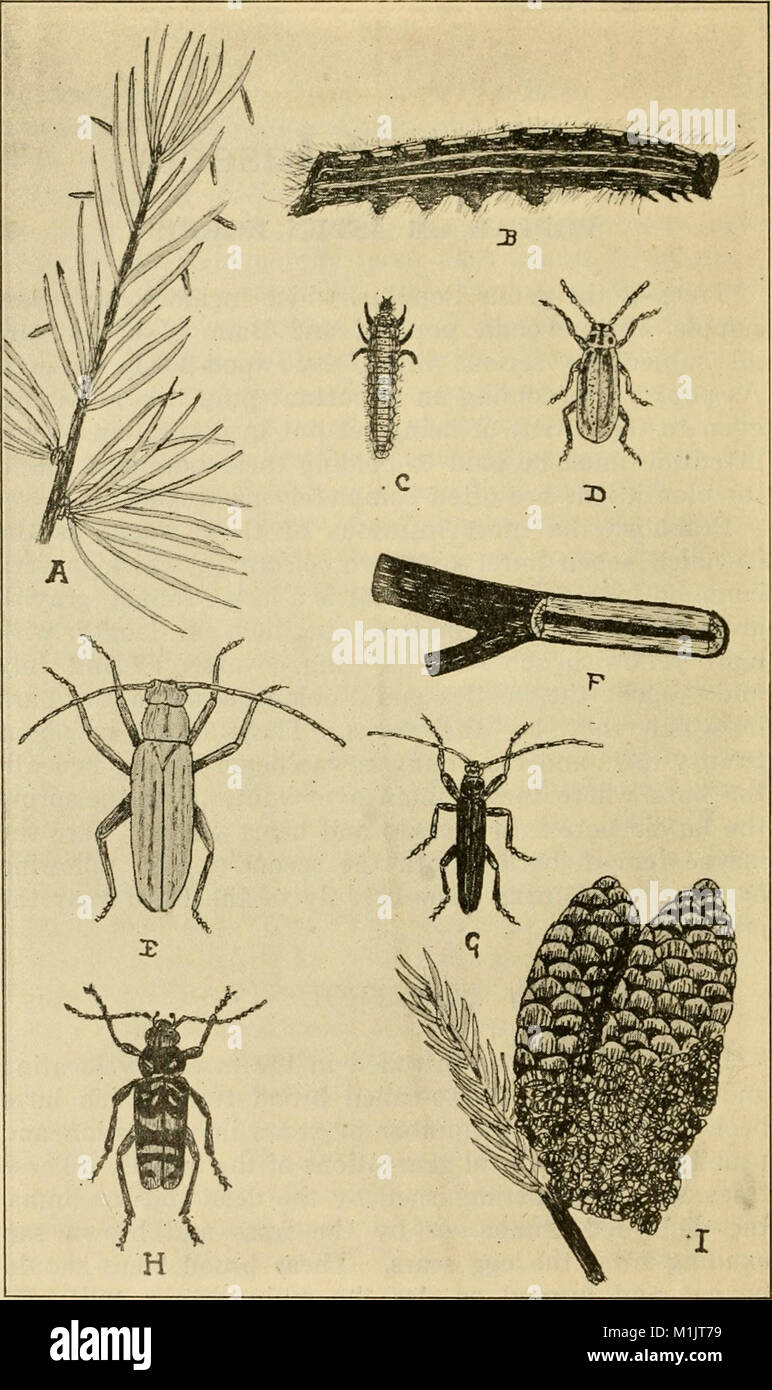 An annotated list of the important North American forest insects (1909 ...