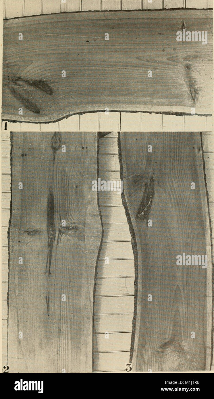 An annotated list of the important North American forest insects (1909 ...