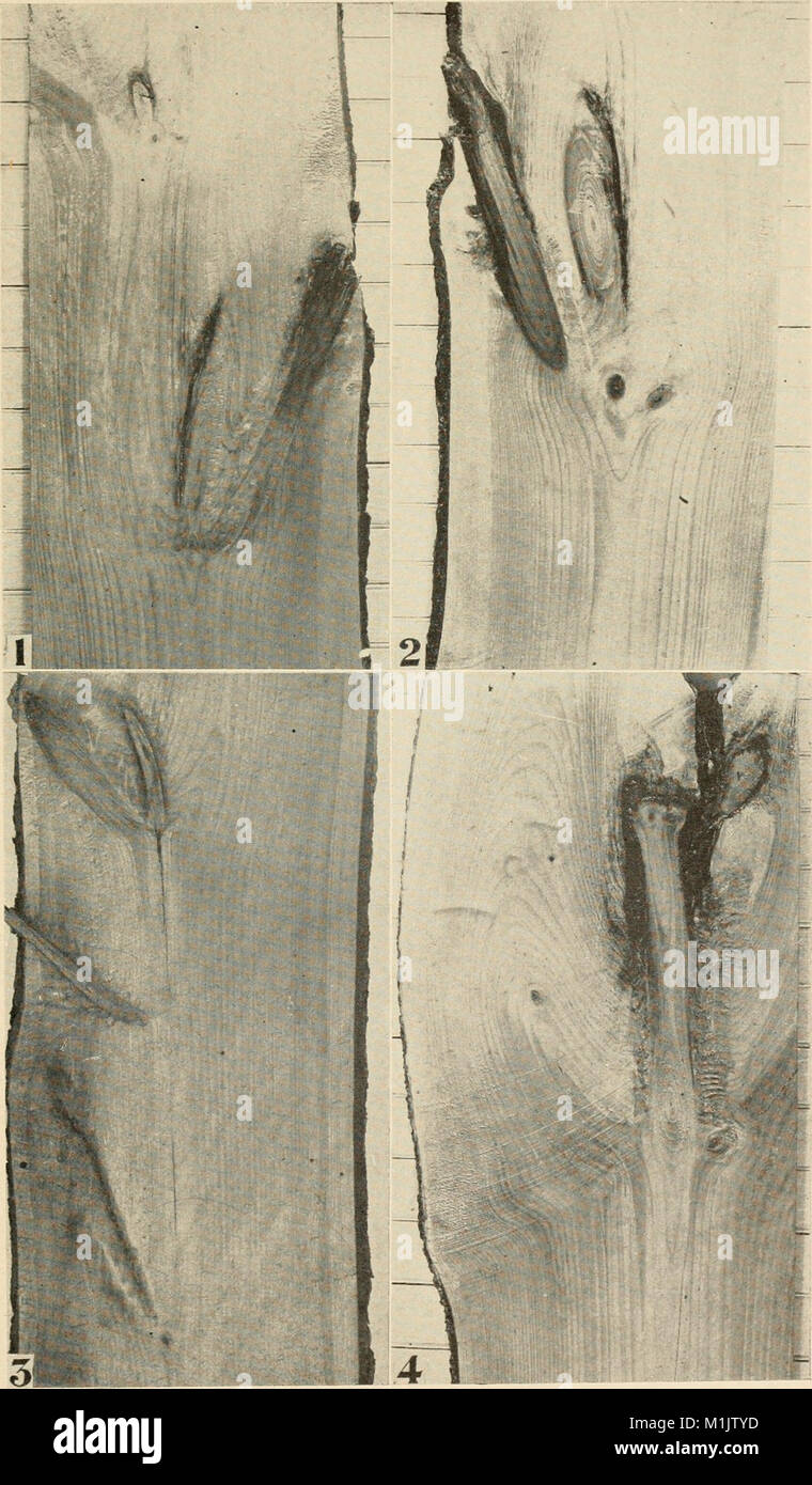 An annotated list of the important North American forest insects (1909 ...