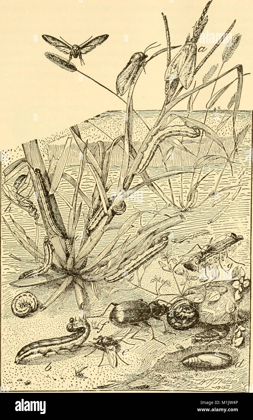 Animal biology (1938) (18198729031 Stock Photo - Alamy