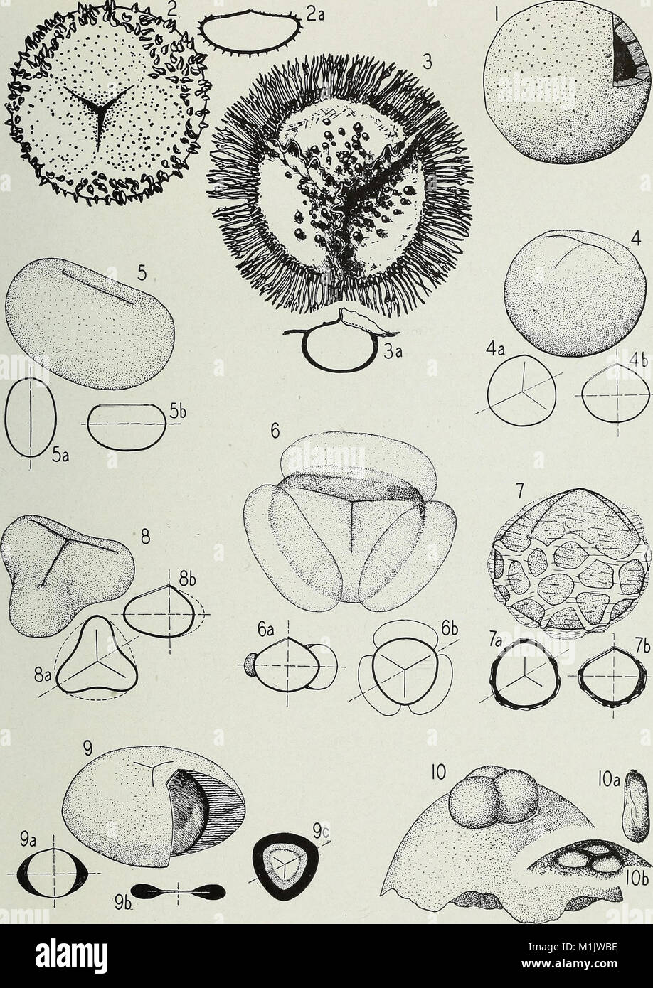 An annotated synopsis of paleozoic fossil spores - and the definition ...