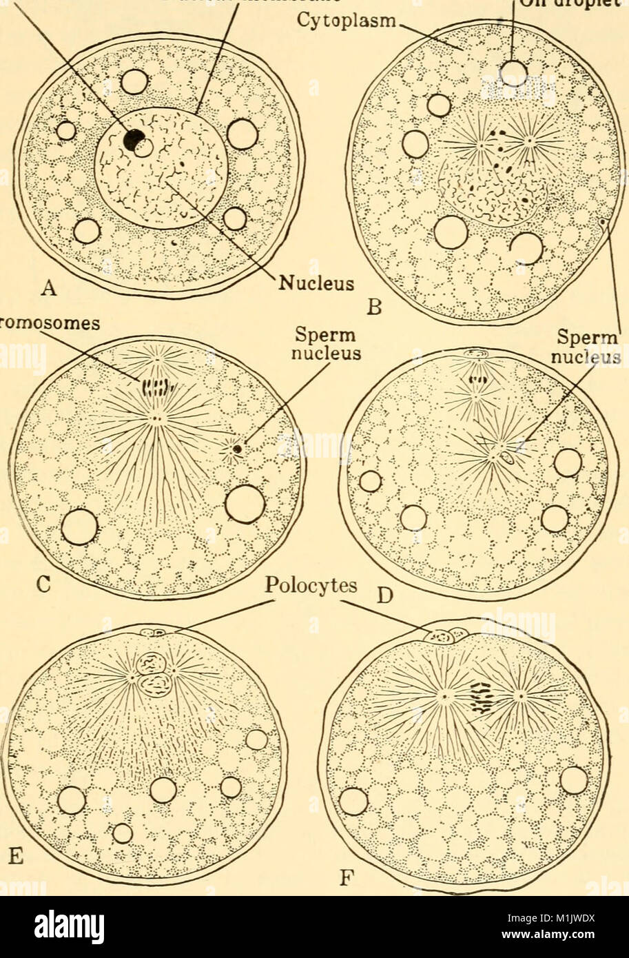 'Animal Biology' (1938) is a textbook that covers the fundamental ...