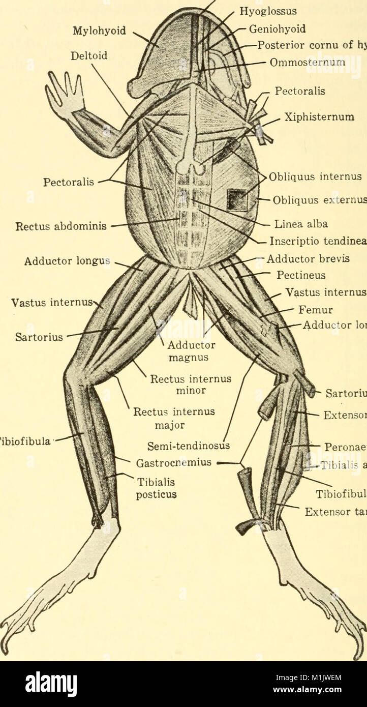 'Animal Biology' (1938) covers key principles of animal biology ...