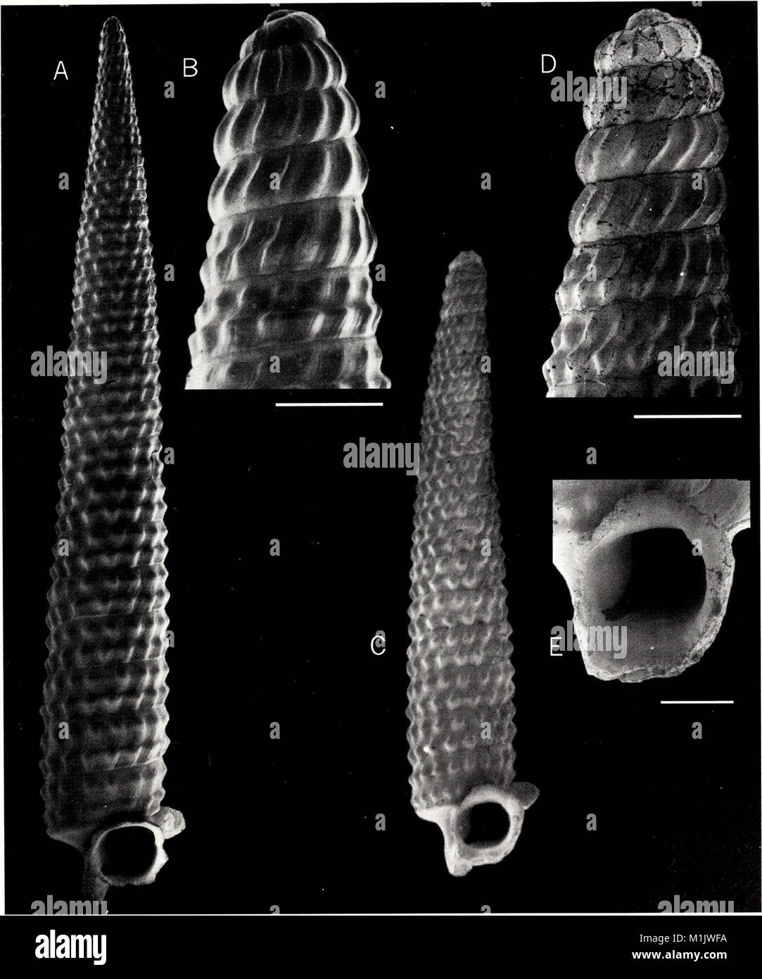 The American Malacological Bulletin (2001) publishes research on ...