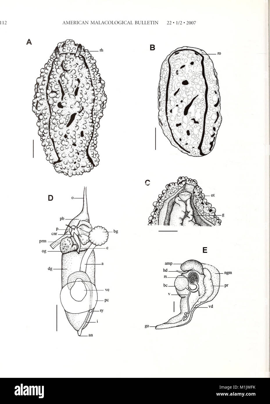 The *American Malacological Bulletin* (2007) is a scientific journal ...