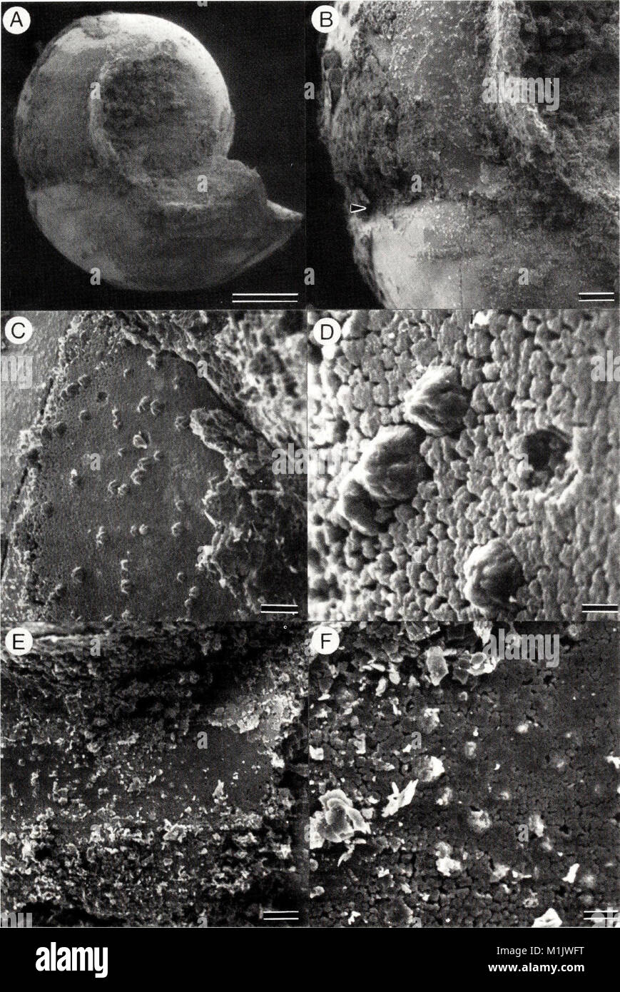 The 'American Malacological Bulletin,' published in 2001, is a ...