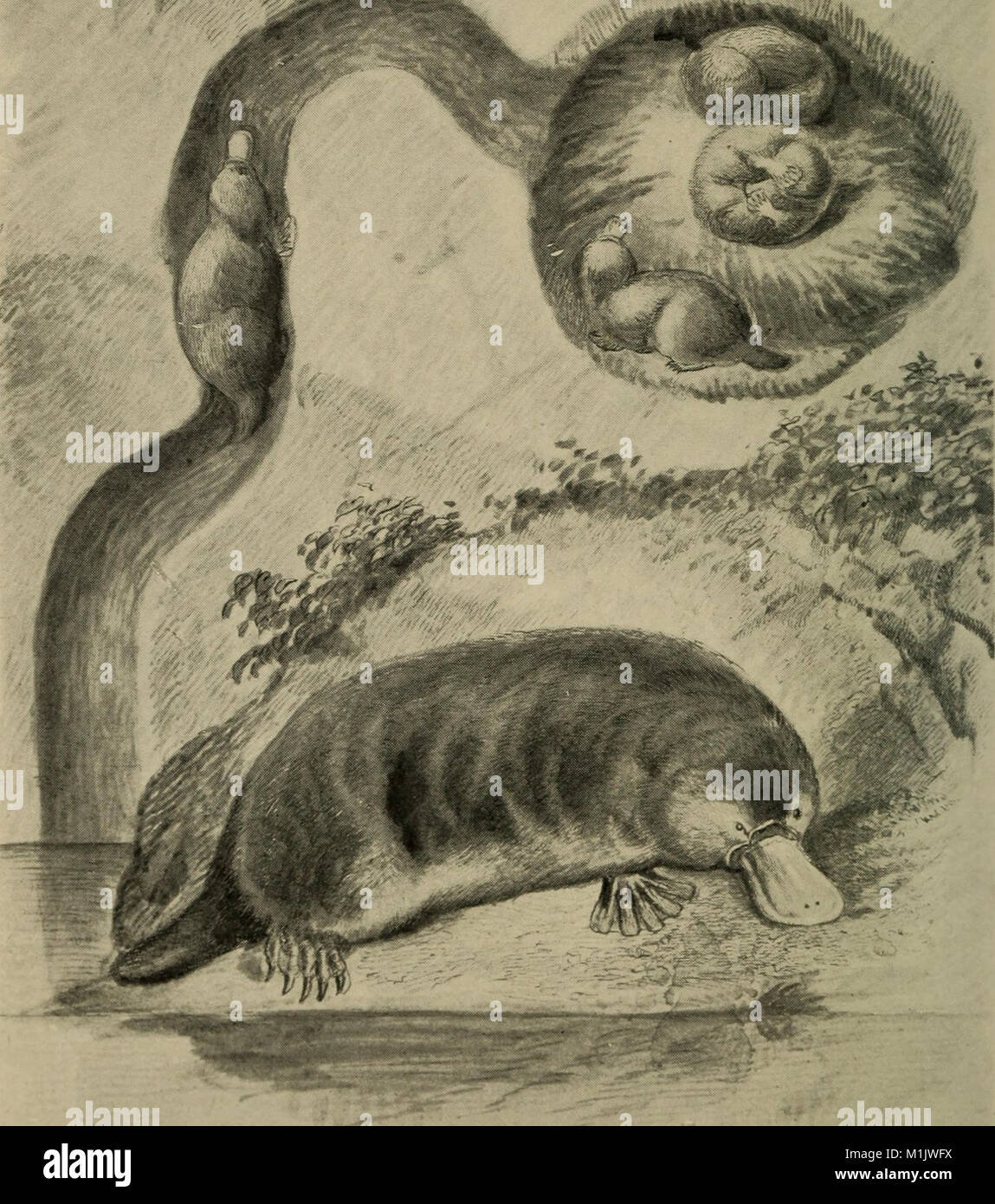 Animal Forms (1902) is a zoological text exploring various animal ...