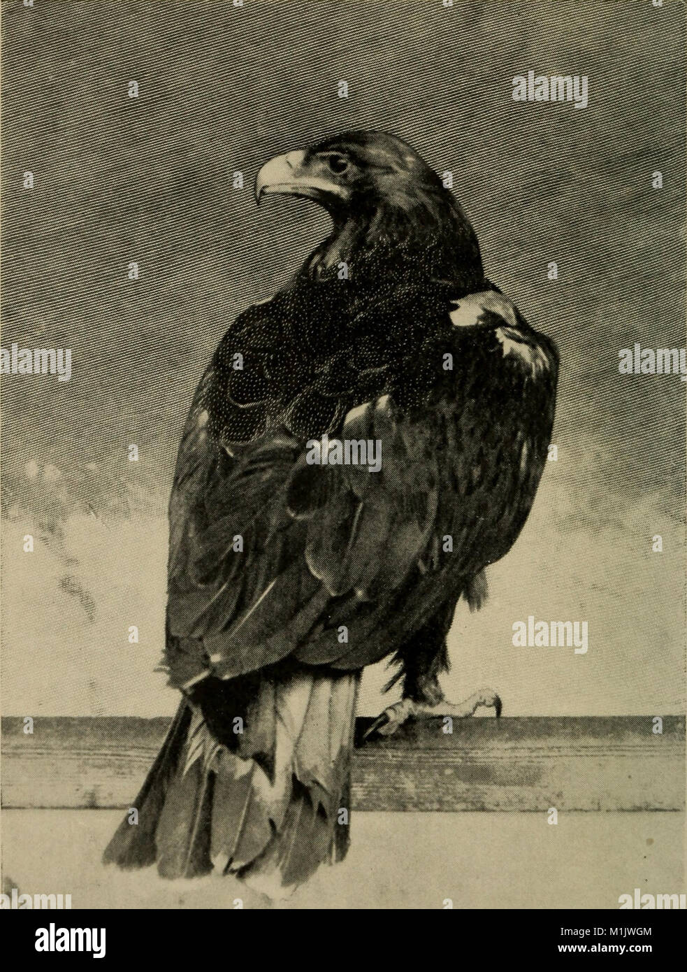 Published in 1902, 'Animal Forms: A Second Book of Zoology' provided an ...