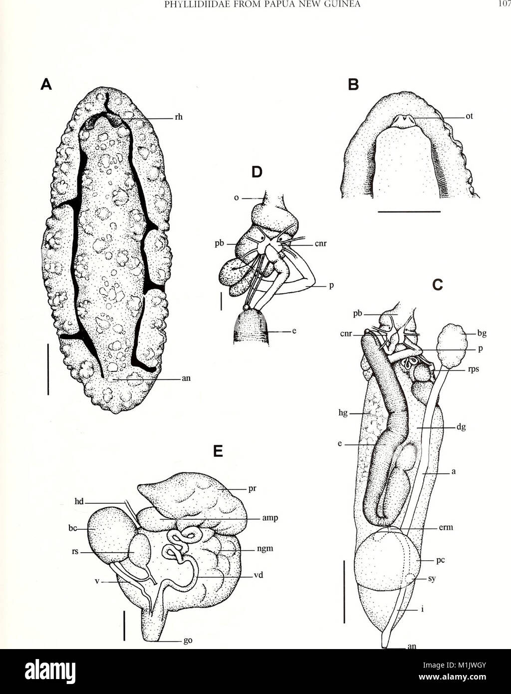 The American Malacological Bulletin (2007) publishes research on ...