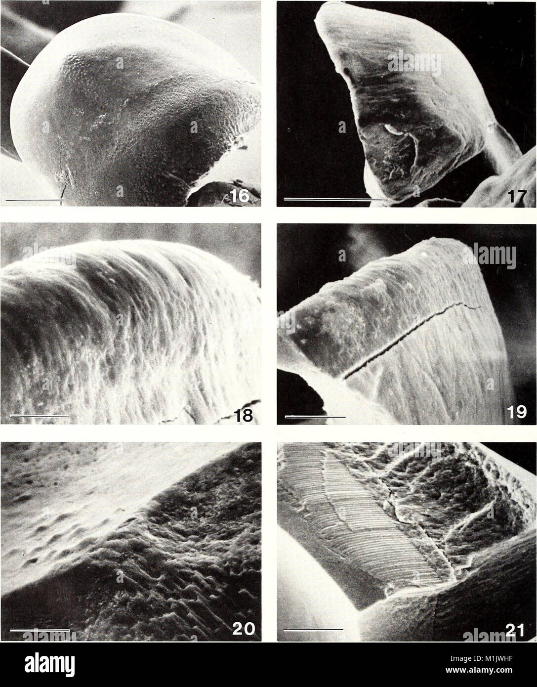 The 1988 American Malacological Bulletin features research on mollusks ...