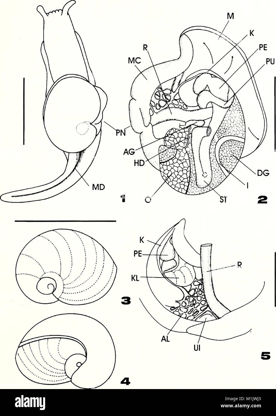 The 1997 American Malacological Bulletin provides scientific research ...