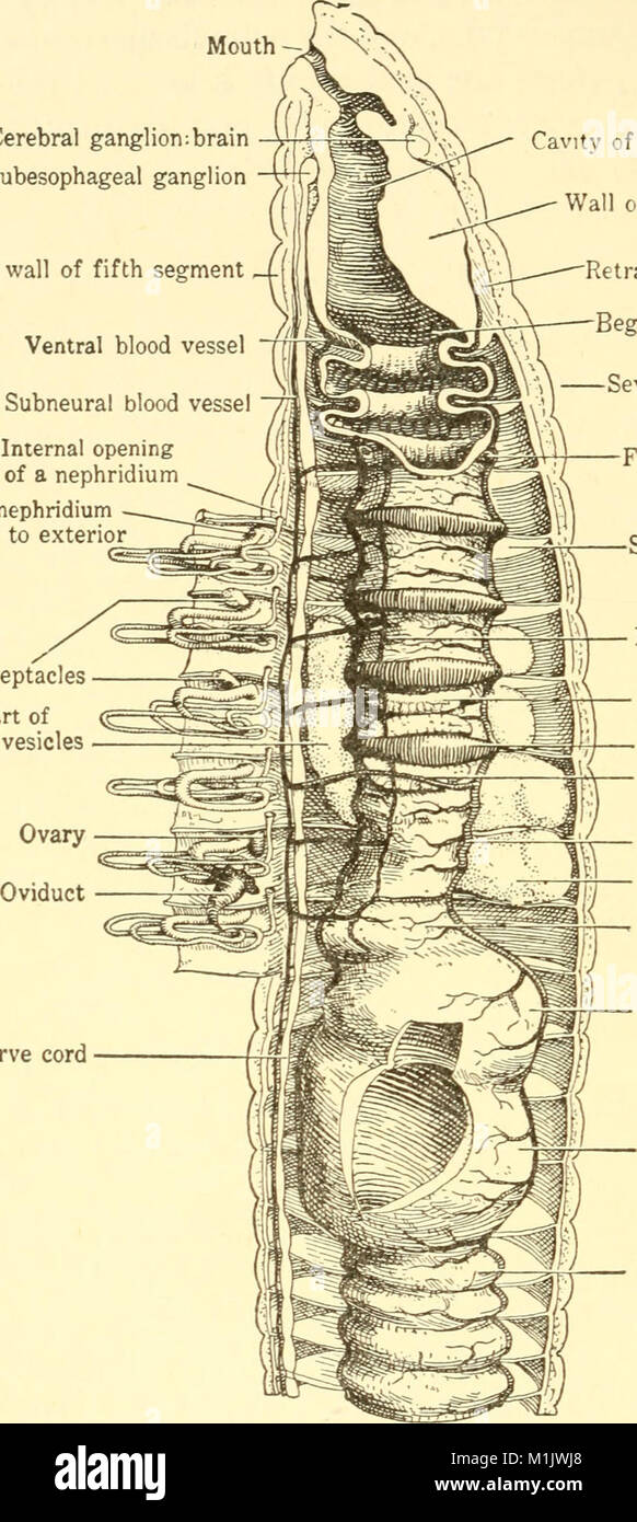 *Animal Biology* (1938) provides an overview of animal physiology ...