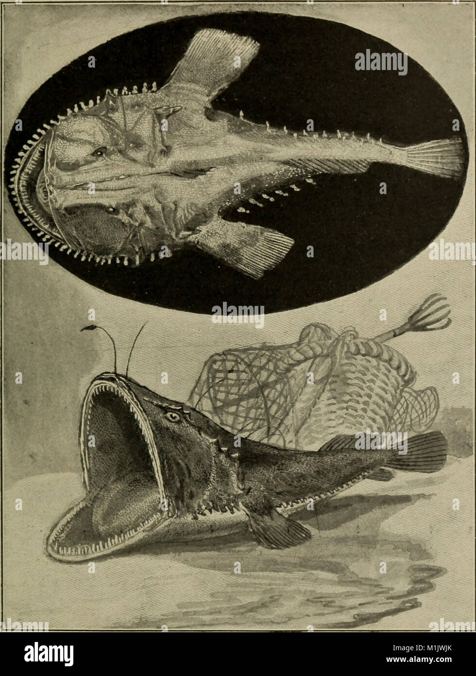 This zoology book from 1902 explores various animal forms, providing a ...