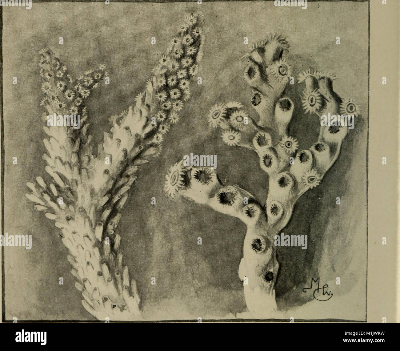 A 1902 zoology book, Animal Forms, offering an in-depth exploration of ...
