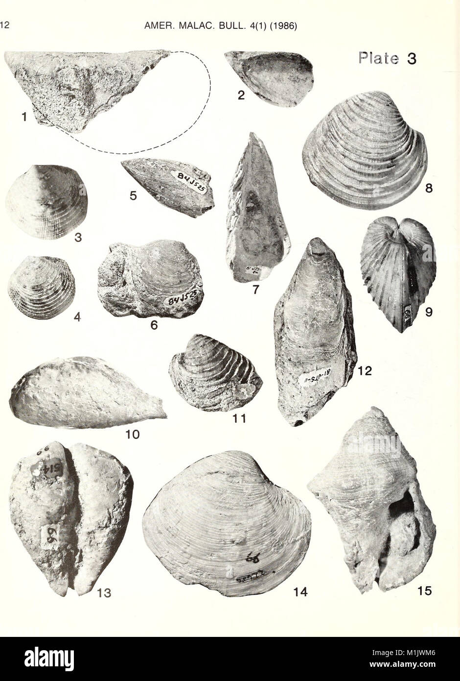 The 1986 American Malacological Bulletin publishes research on mollusks ...