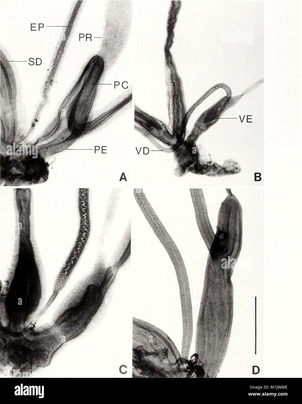 The 1993 American Malacological Bulletin provides research and findings ...