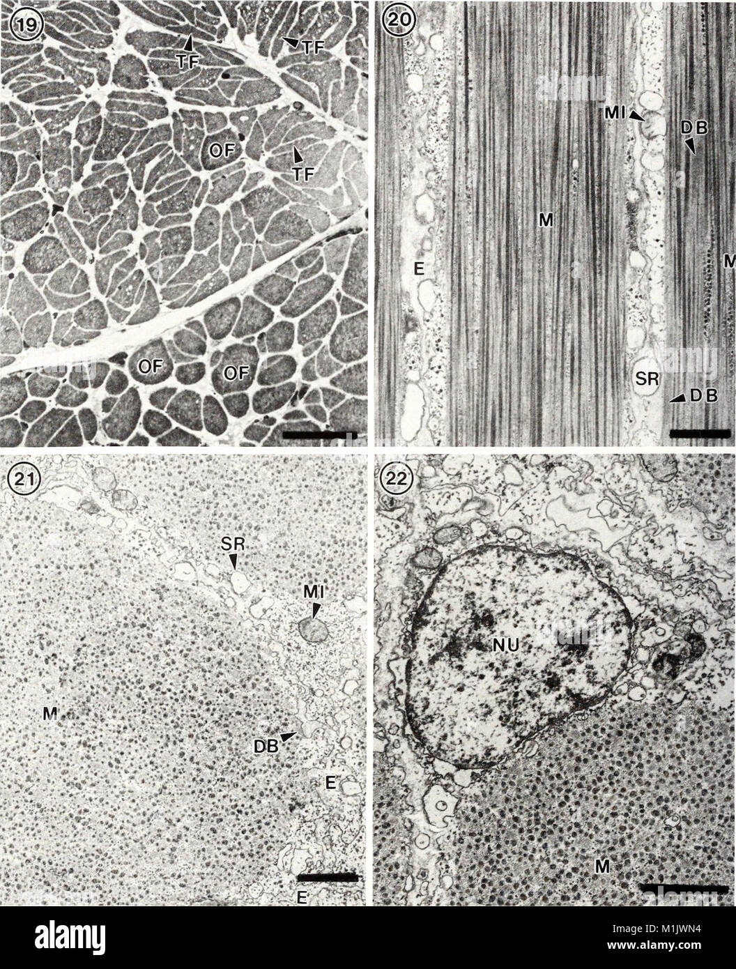 The 'American Malacological Bulletin' (1993) publishes research on ...