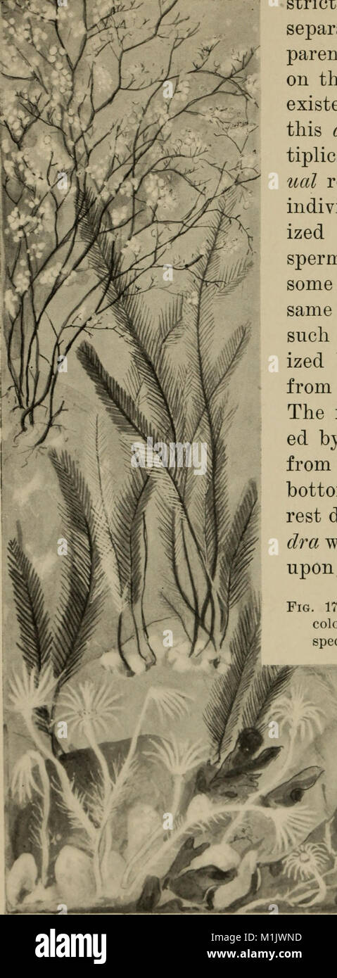 Animal forms hi-res stock photography and images - Alamy